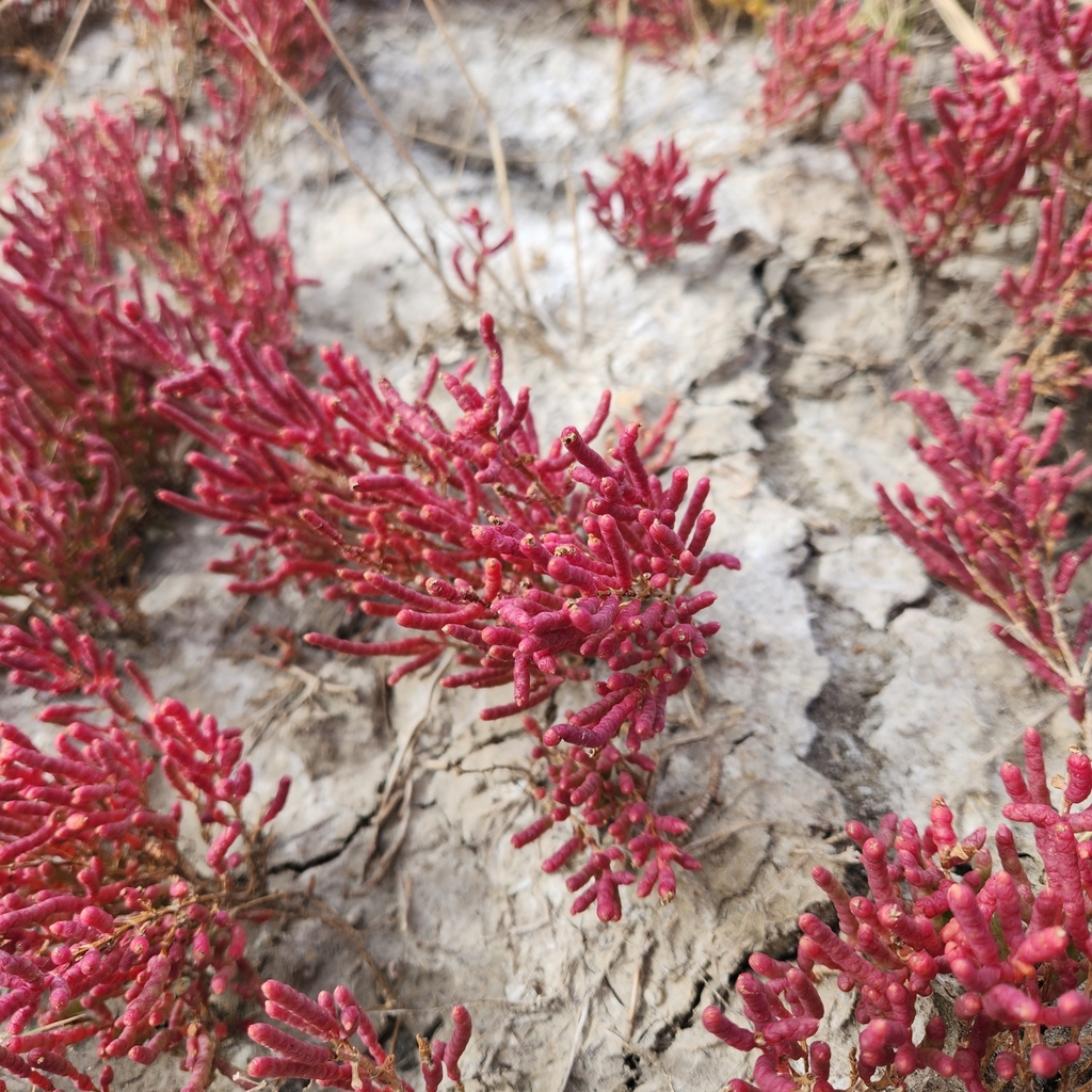 red glasswort from Fergus County, US-MT, US on September 18, 2023 at 03 ...