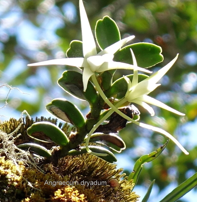 Angraecum (Orchids of Analamazaotra & Ranomafana Parks) · iNaturalist