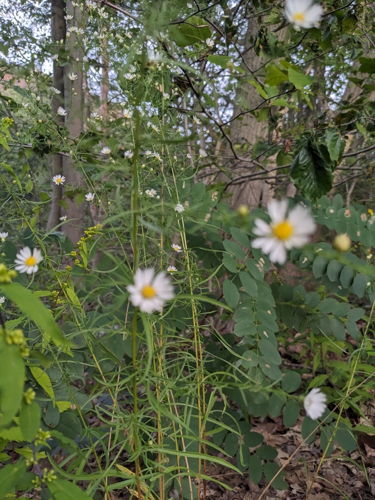 Tradescant's aster from New Haven County, US-CT, US on September 22 ...