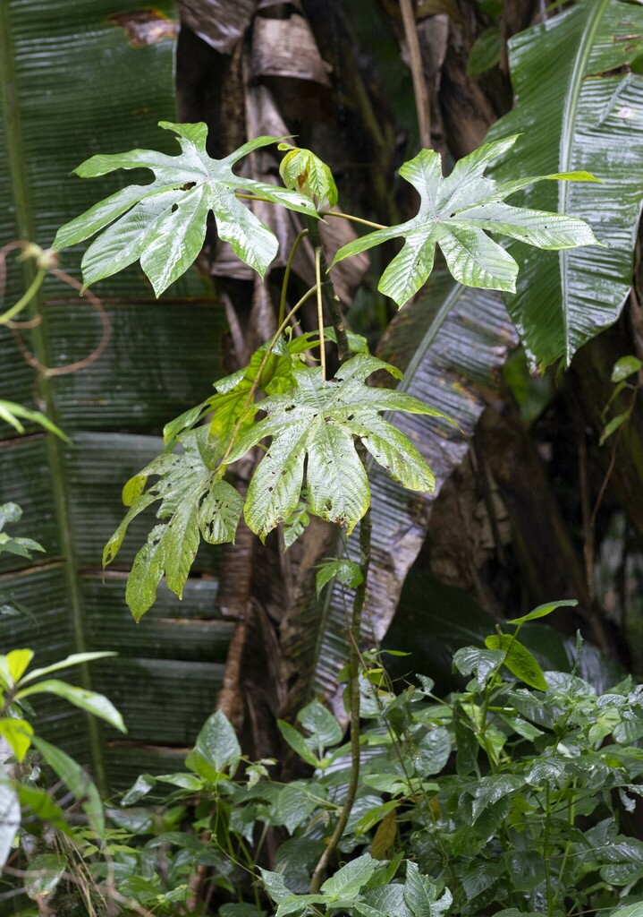 Umbauba from Rod. Gov. Mário Covas, 1.538 - Picinguaba, Ubatuba - SP ...