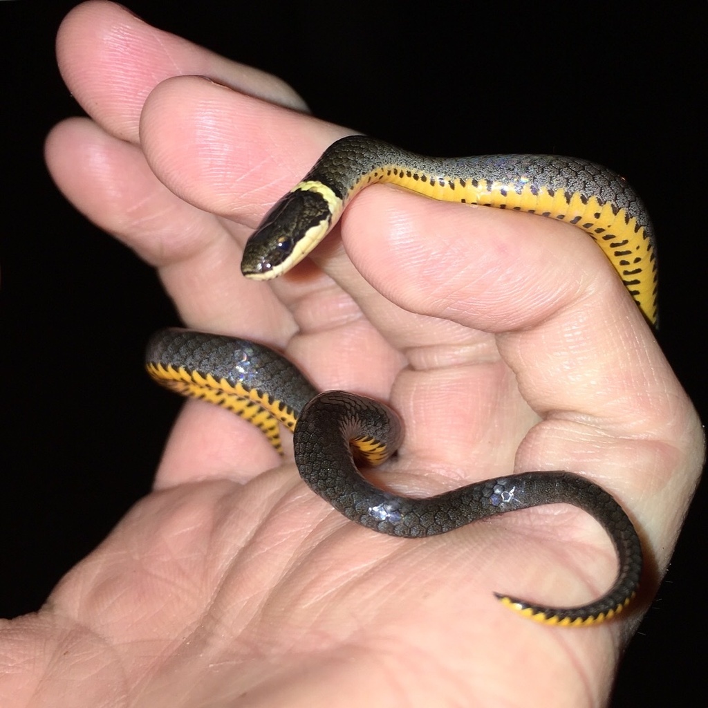 ring-necked snake from SR-354, Pine Mountain, GA, US on December 5 ...