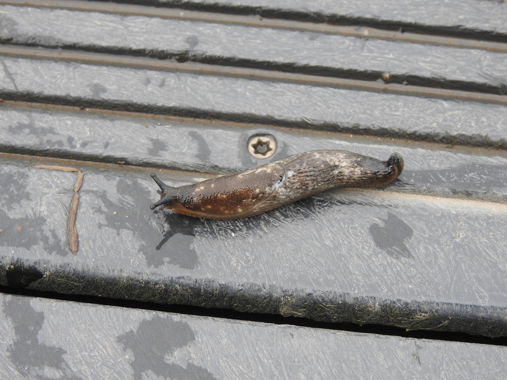 ater-group Arion Slugs from Knowth, Co. Meath, Ireland on August 19 ...