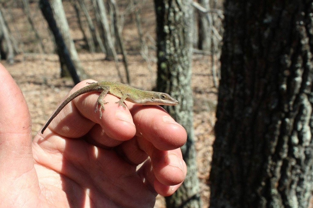 Green Anole from SR-354, Pine Mountain, GA, US on March 5, 2018 at 07: ...