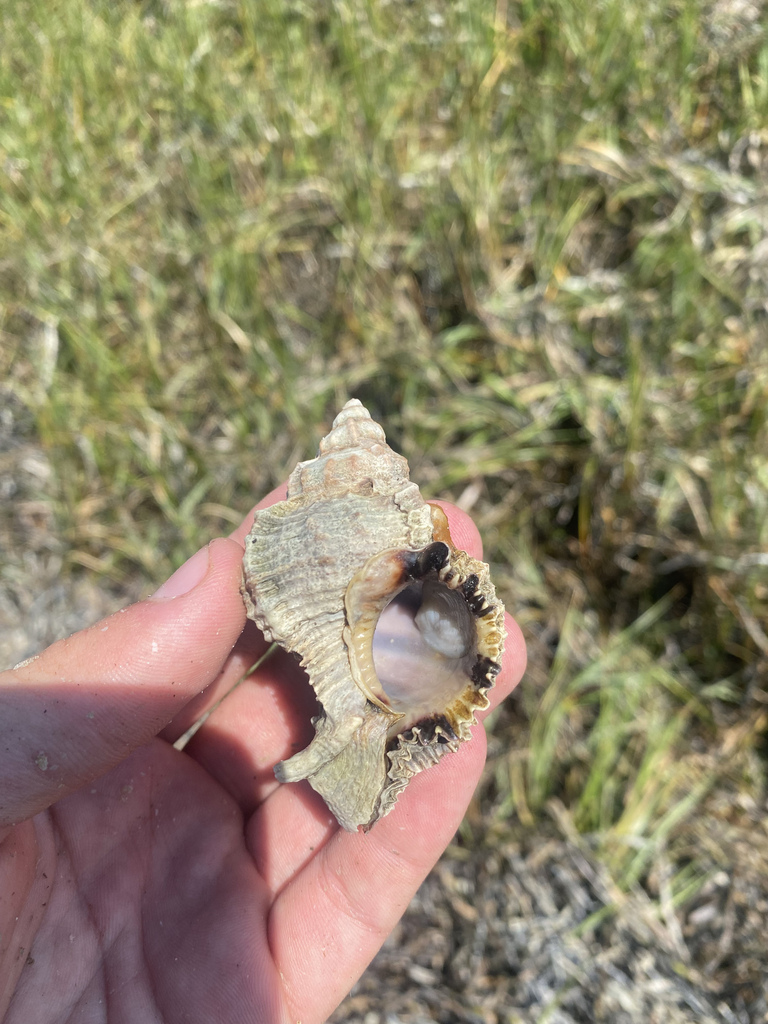 Apple Murex in September 2023 by Morgan Macy · iNaturalist