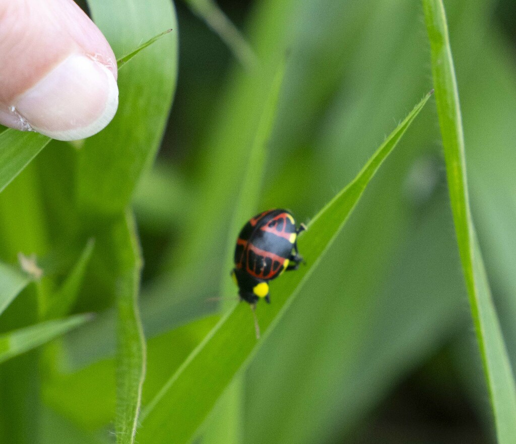Cucujiform Beetles from Picinguaba, Ubatuba - State of São Paulo, 11680 ...