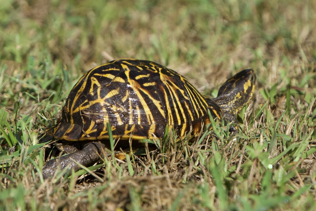 Common Box Turtle from Charter Point, Jacksonville, FL 32277, USA on ...