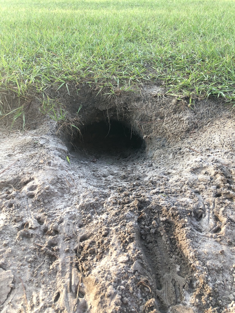 Gopher Tortoise in September 2023 by Donna Cooper Ho. Burrow · iNaturalist
