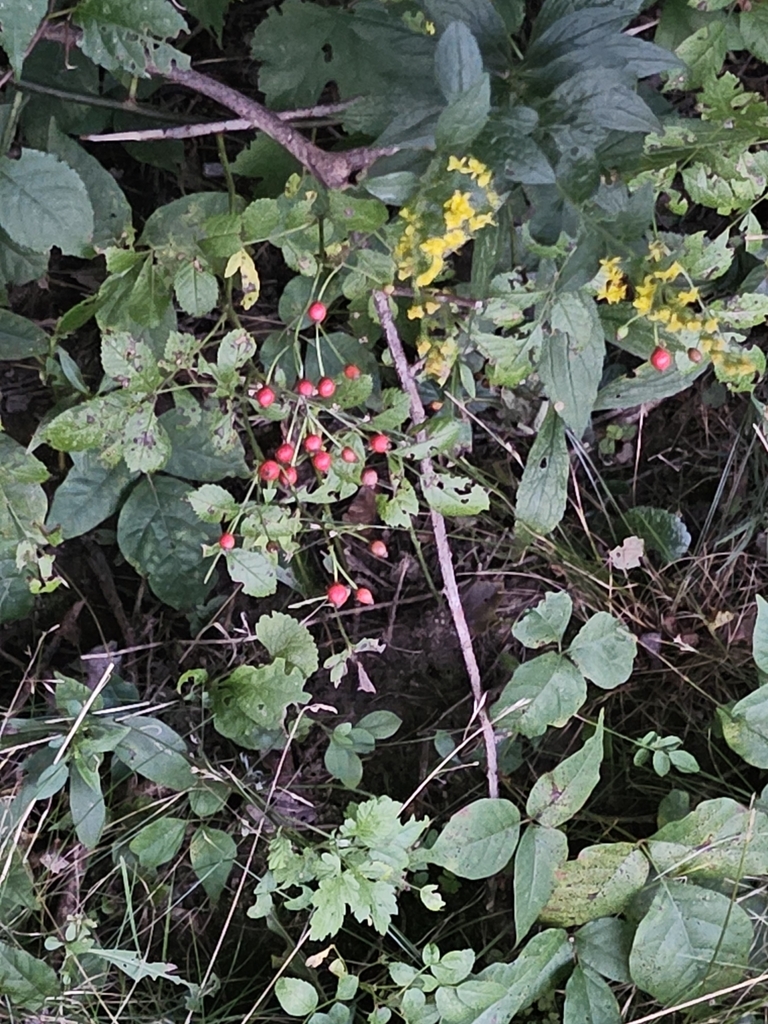 dicots from Port Chester, NY 10573, USA on September 22, 2023 at 06:49 ...