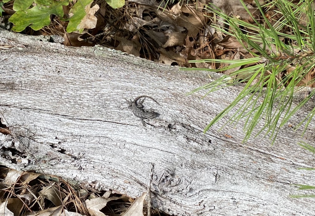 Eastern Fence Lizard from CR-563, Chatsworth, NJ, US on September 22 ...