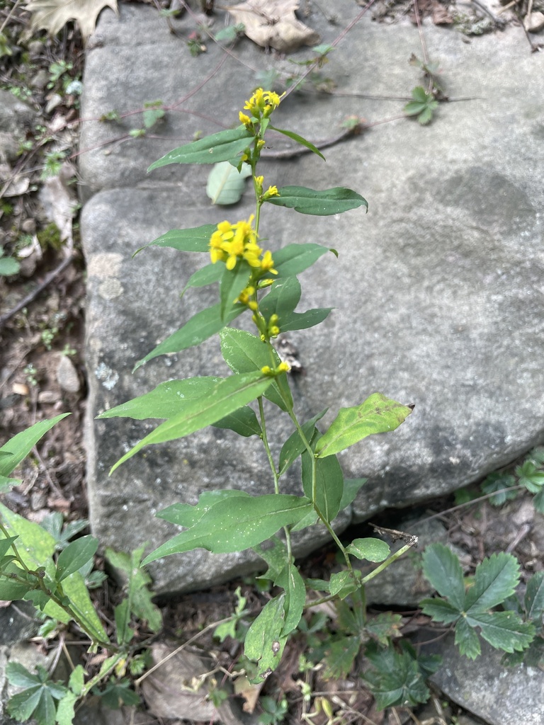 bluestem goldenrod from Lost River State Park, Mathias, WV, US on ...
