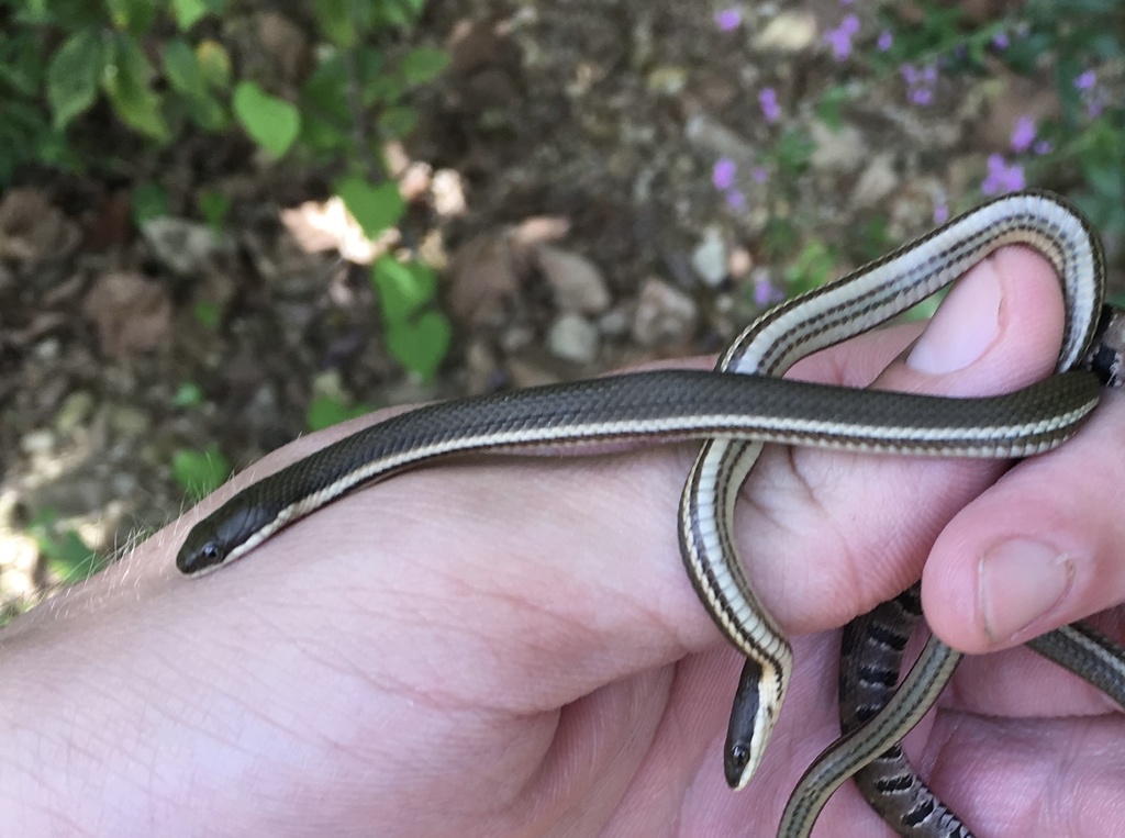 Queensnake from Waynesboro, TN, US on September 3, 2018 at 11:30 AM by ...