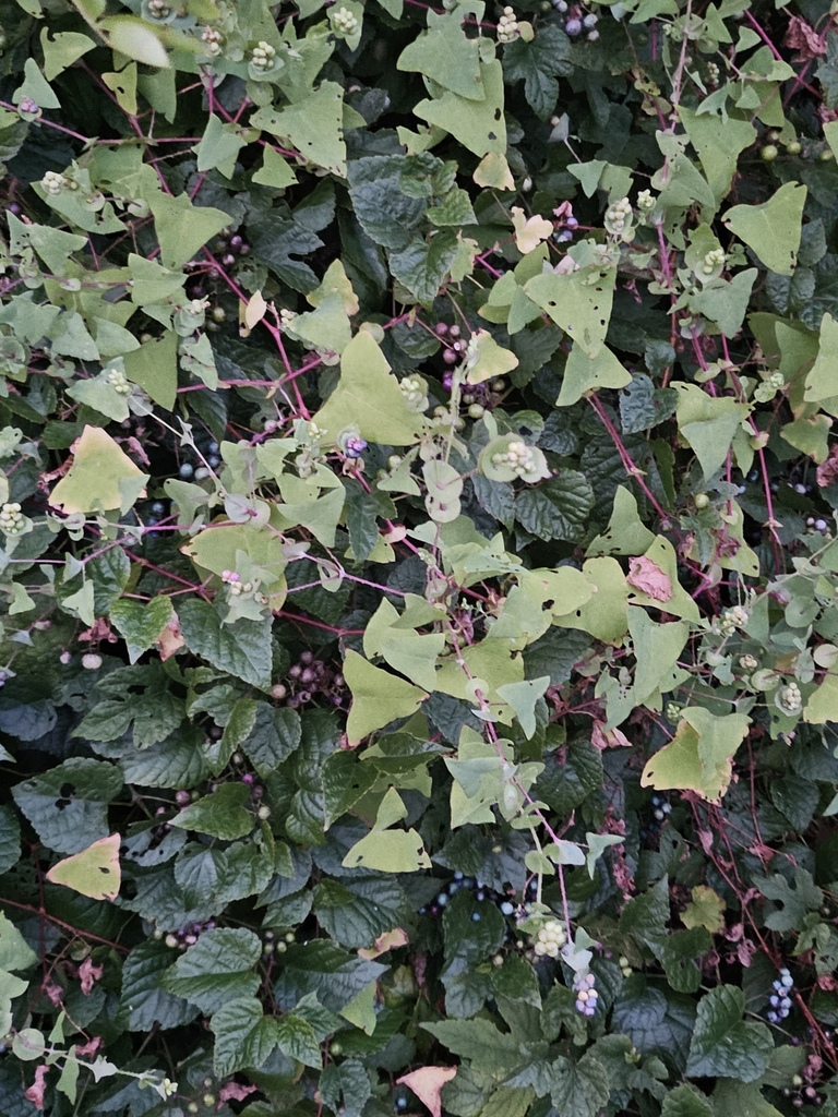 mile-a-minute weed from Port Chester, NY 10573, USA on September 22 ...