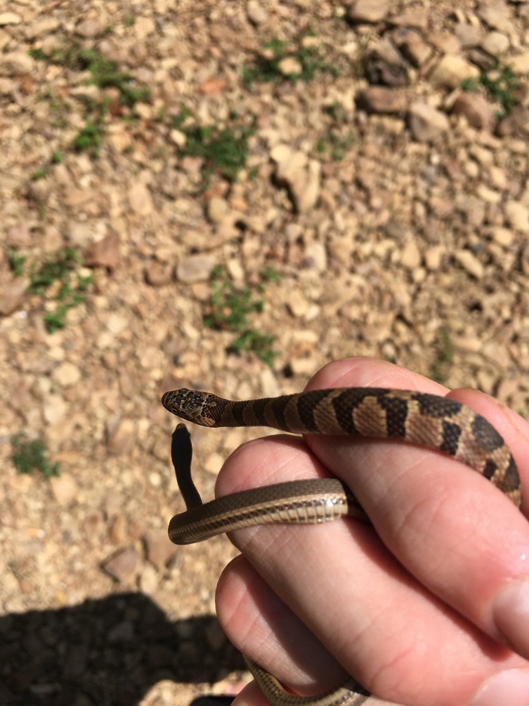 Common Watersnake from Waynesboro, TN, US on September 3, 2018 at 11:30 ...