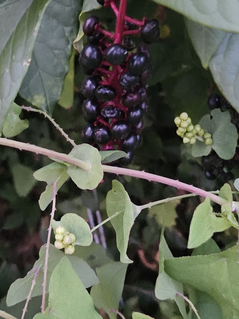 mile-a-minute weed from Port Chester, NY 10573, USA on September 22 ...