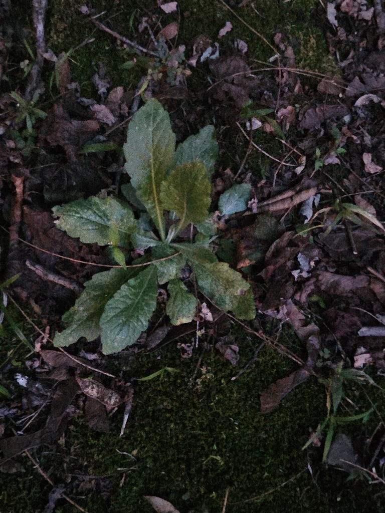 plants from Port Chester, NY 10573, USA on September 22, 2023 at 07:09 ...