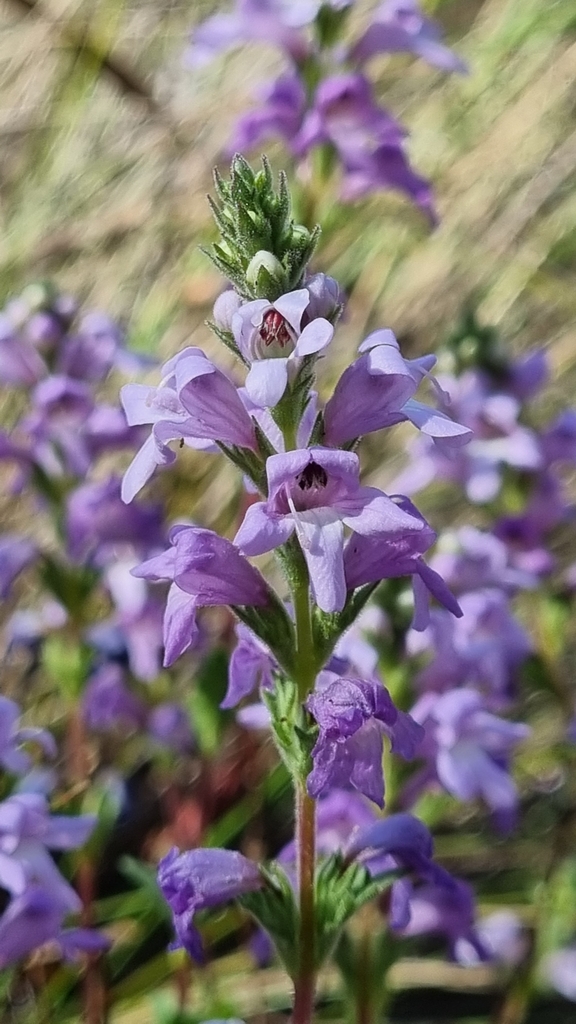 purple eyebright in September 2023 by Brianna Turner · iNaturalist