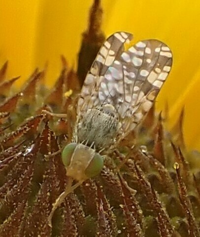 Sunflower Seed Maggot from 1200 W South Mountain Ave, Phoenix, AZ 85041 ...
