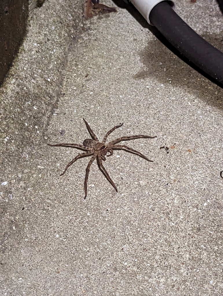 Huntsman Spiders from Kubo, Onomichi, Hiroshima 722-0045, Japan on July ...