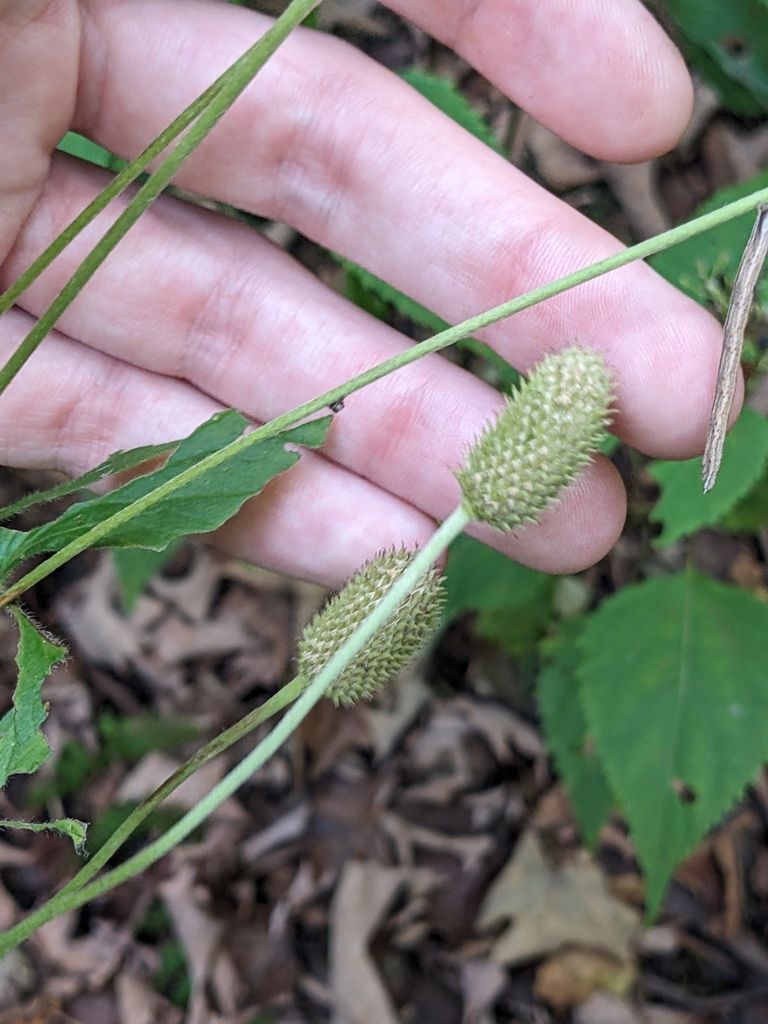 tall thimbleweed from Sprakers, NY 12166, USA on September 22, 2023 at ...