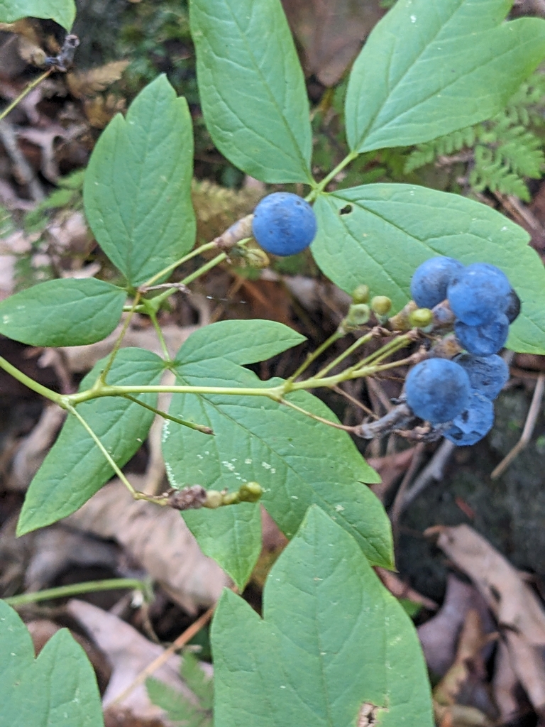 blue cohosh from Sprakers, NY 12166, USA on September 22, 2023 at 03:38 ...