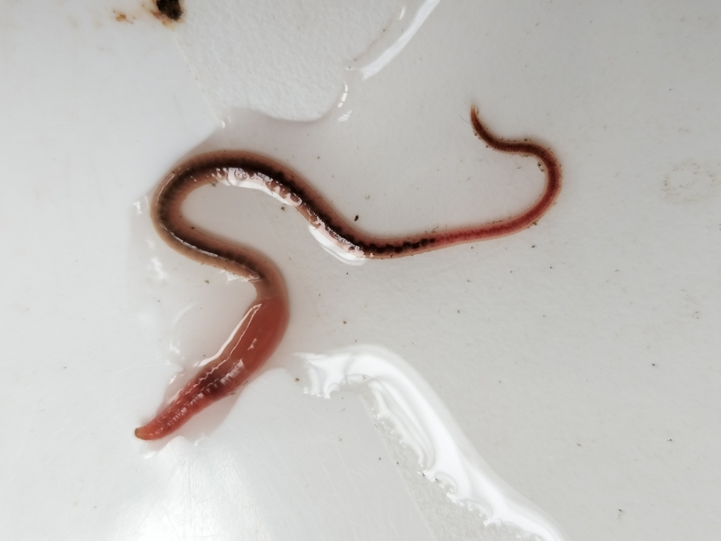 Segmented Worms from Santa Rosa, 62747 Cuautla, Mor., México on ...