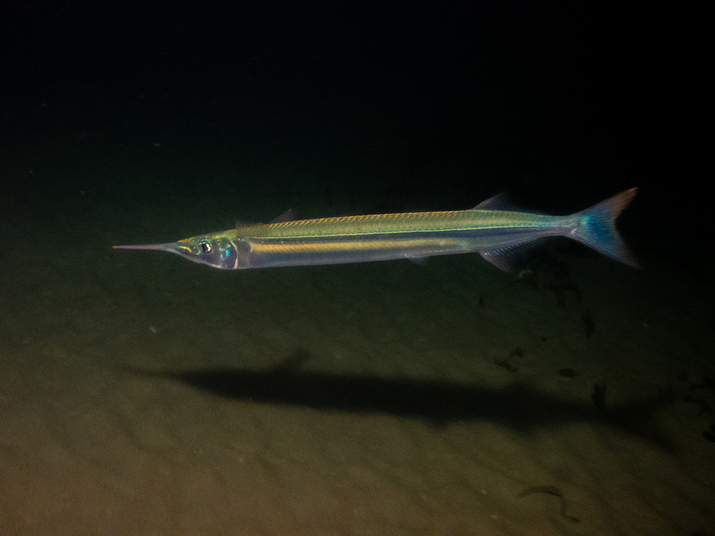 Southern Garfish from 2900 Point Nepean Rd, Blairgowrie VIC 3942 ...