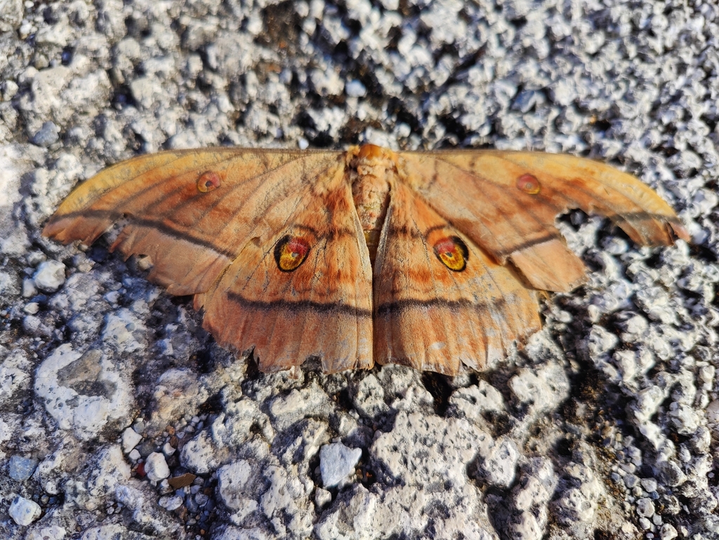 Japanese Silk Moth from 1301-7 Aha, Kunigami, Kunigami District ...