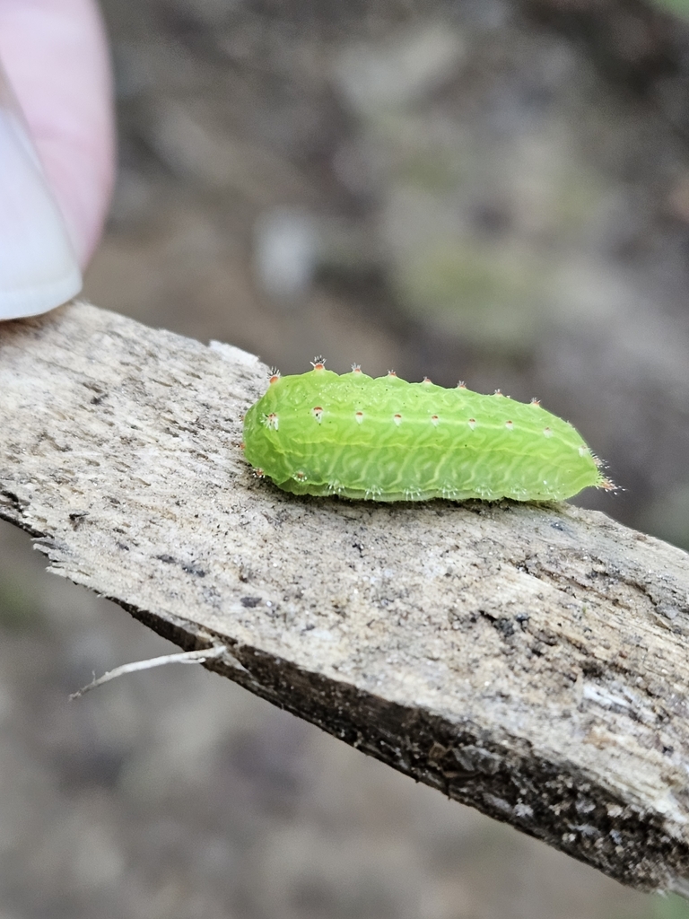 Nason's Slug Moth from Asheville, NC 28806, USA on September 22, 2023 ...