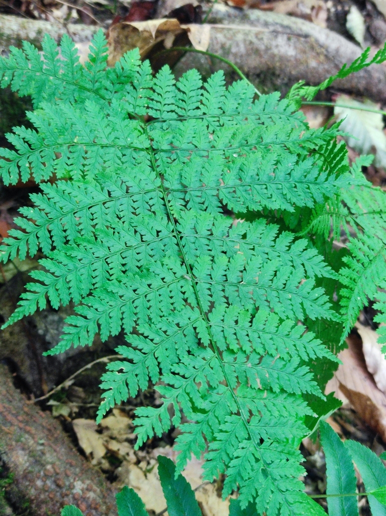 intermediate wood fern from Carthage Township, OH, USA on September 19 ...
