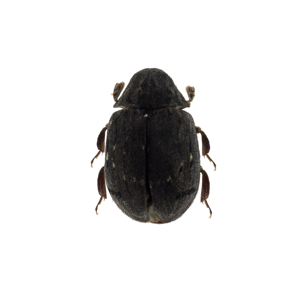 Byrrhus americanus from Portneuf-sur-Mer, QC G0T 1P0, Canada on June 24 ...