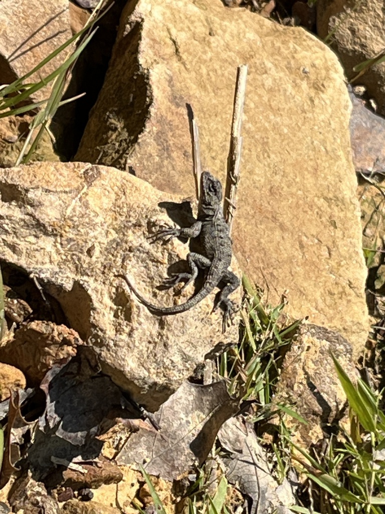 Eastern Fence Lizard from Victor, WV, US on September 22, 2023 at 11:31 ...