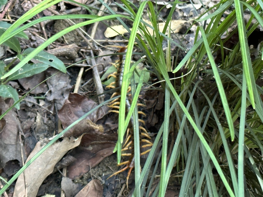 Chinese Red-headed Centipede from 壽山國家自然公園, 鼓山區, KHH, TW on September ...