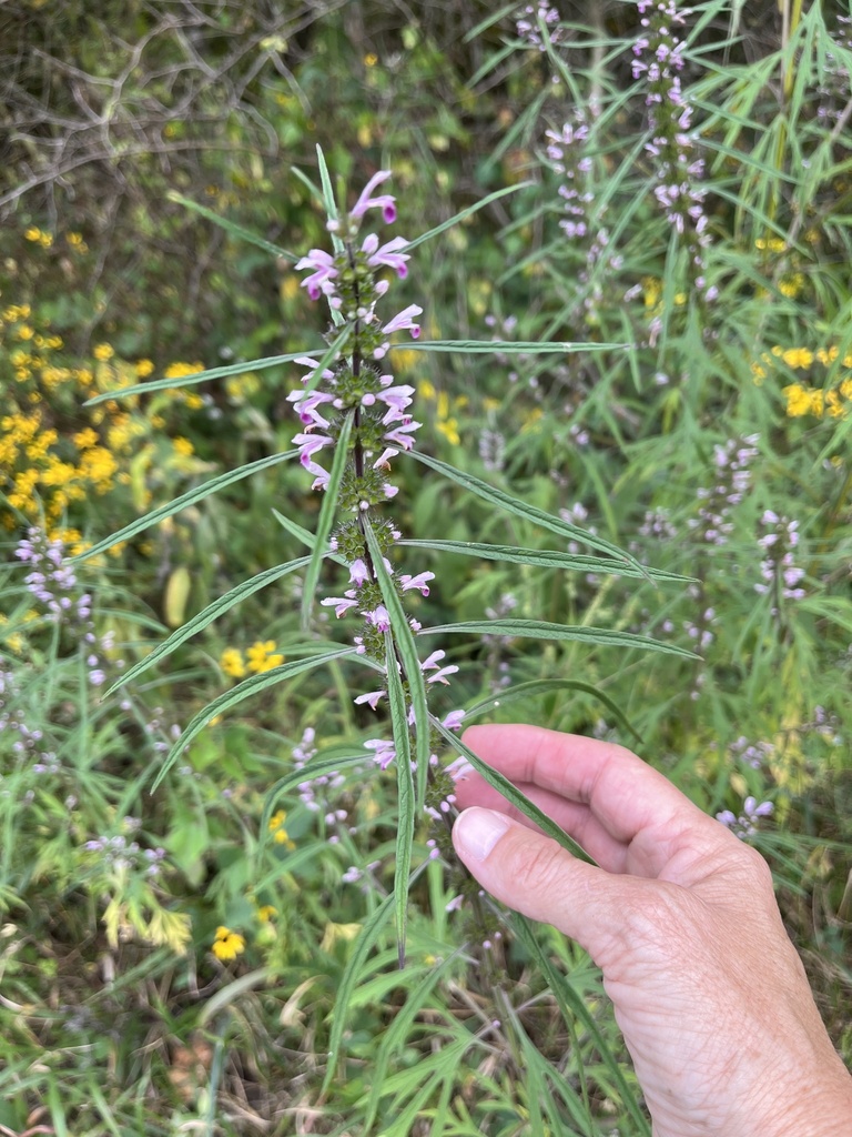 Scarlet Toothcup from Weldon Spring Conservation Area, Defiance, MO, US ...