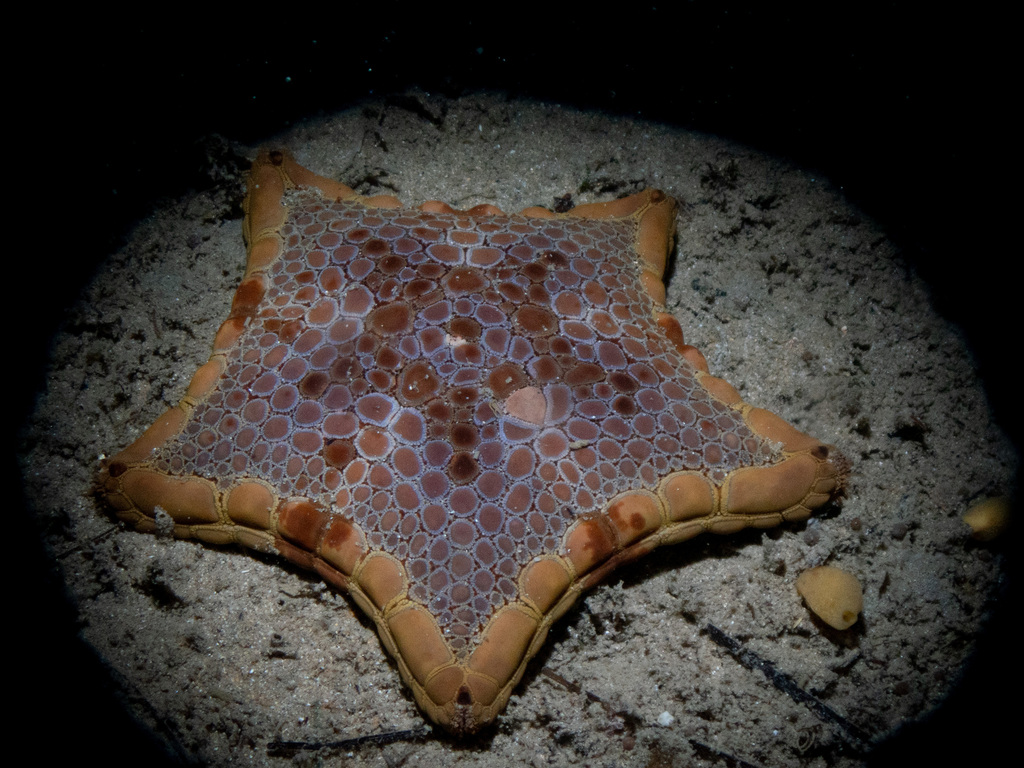 Common Biscuit Star from 2900 Point Nepean Rd, Blairgowrie VIC 3942 ...