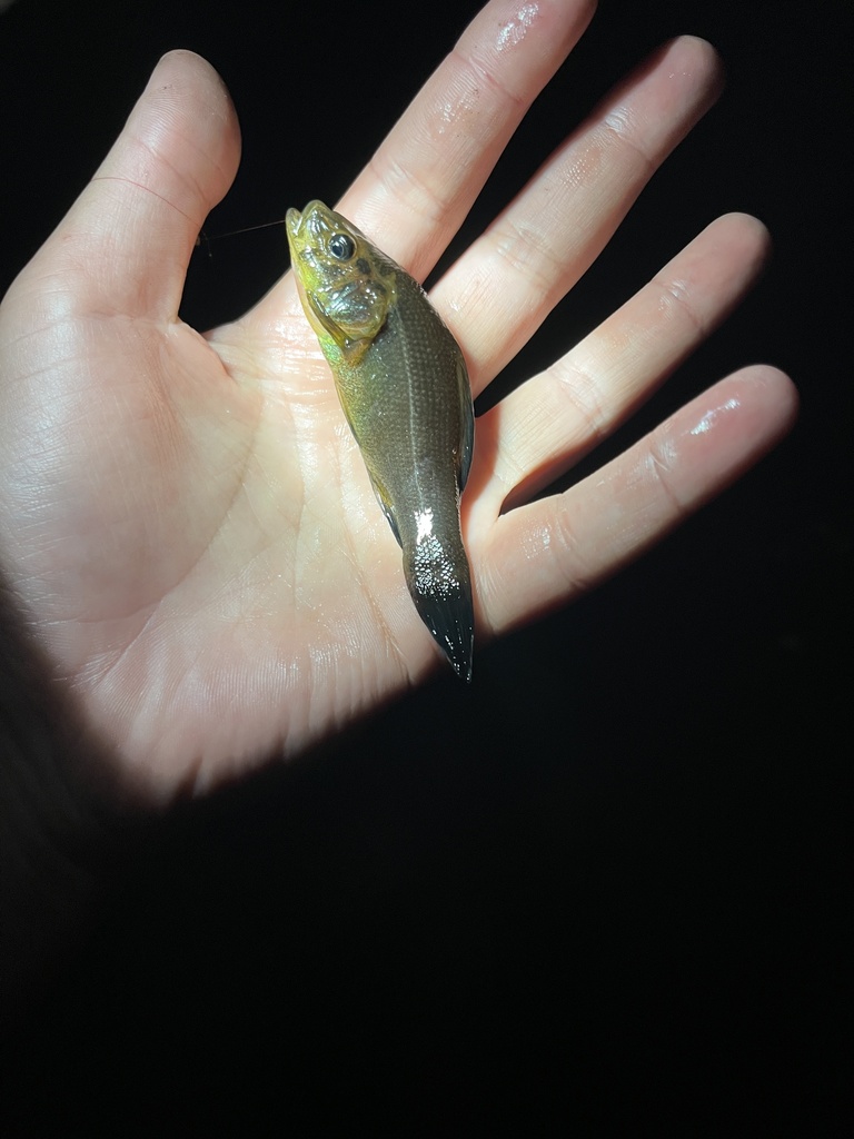 Yellowbelly Pirate Perch from Abbotts Pond Rd, Milford, DE, US on ...