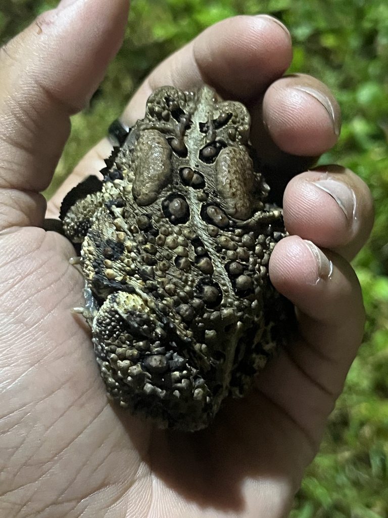 American Toad from College Hill, Johnson, VT, US on September 22, 2023 ...