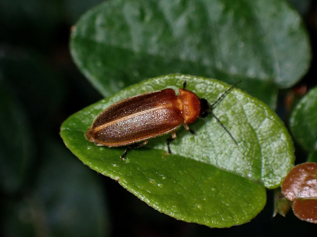Aquatica leii from Sai Kung, Hong Kong on September 21, 2023 at 07:54 PM by WK Cheng · iNaturalist