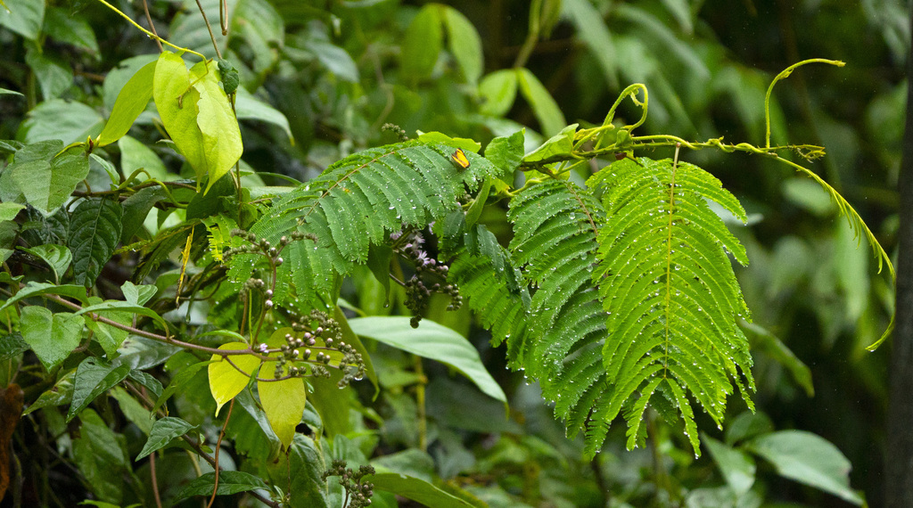 Piptadenia gonoacantha from Ubatuba - State of São Paulo, 11680-000 ...
