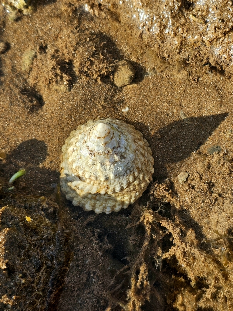 Latticed Top Shell from Port Hedland, WA, Australia on September 23 ...
