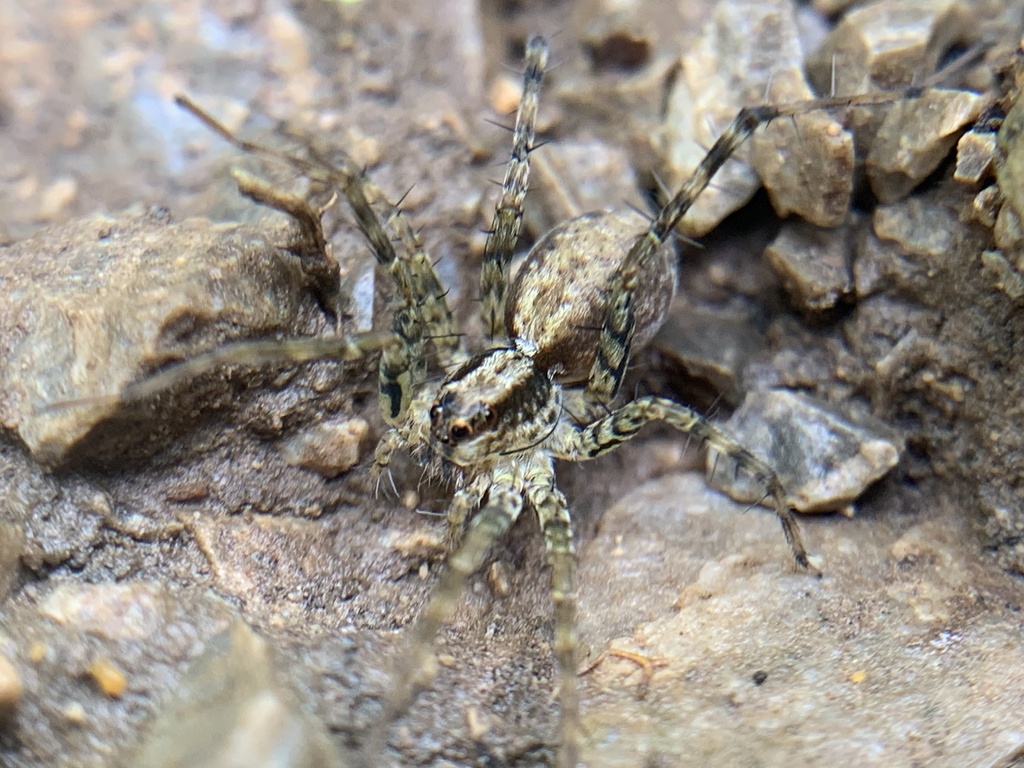 Leopard Spider from อุทยานแห่งชาติไทรโยค, ไทรโยค, จ.กาญจนบุรี, TH on ...