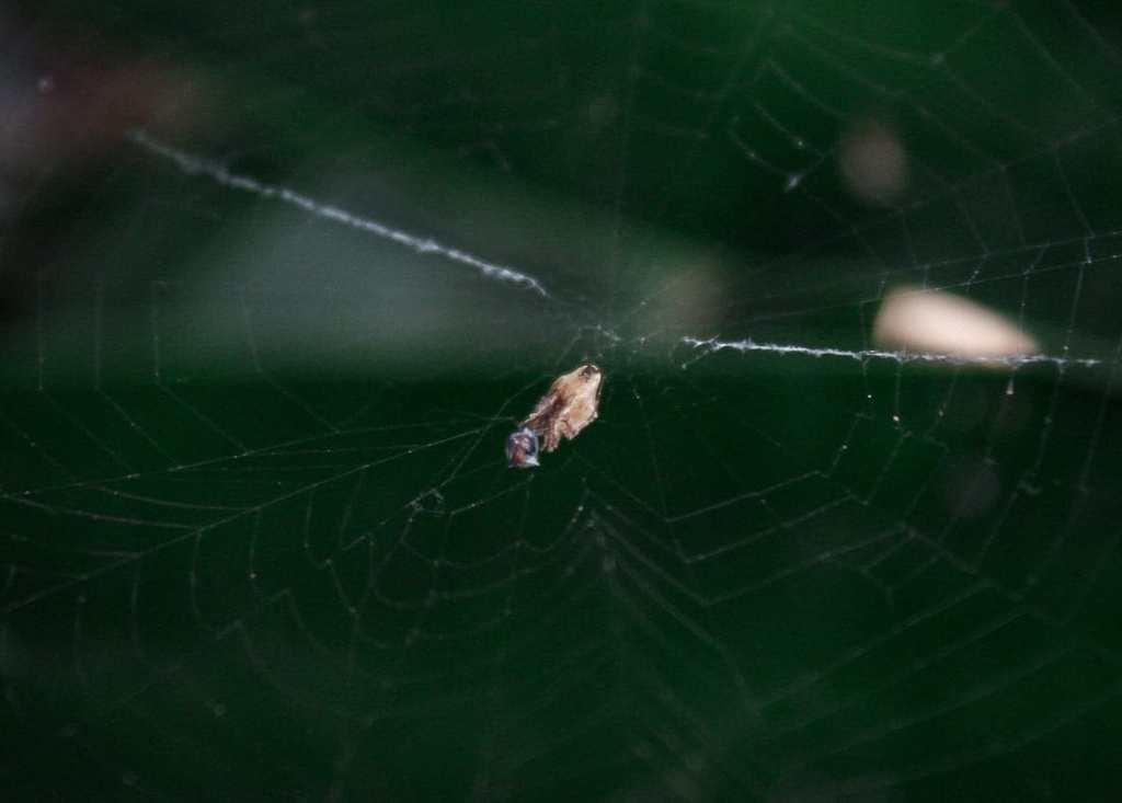 Hackled Orbweavers from Calle Vicente Guerrero, Cuautla, Mor., MX on ...