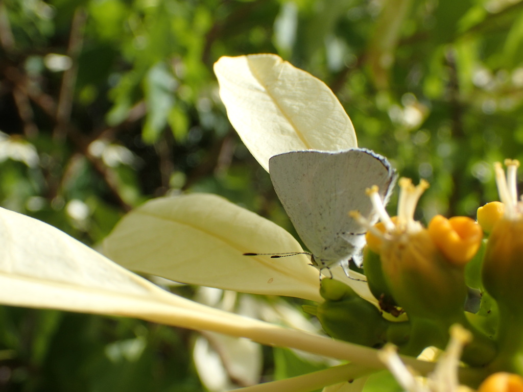Purple Moonbeam from Watsonville QLD 4887, Australia on May 20, 2017 at ...