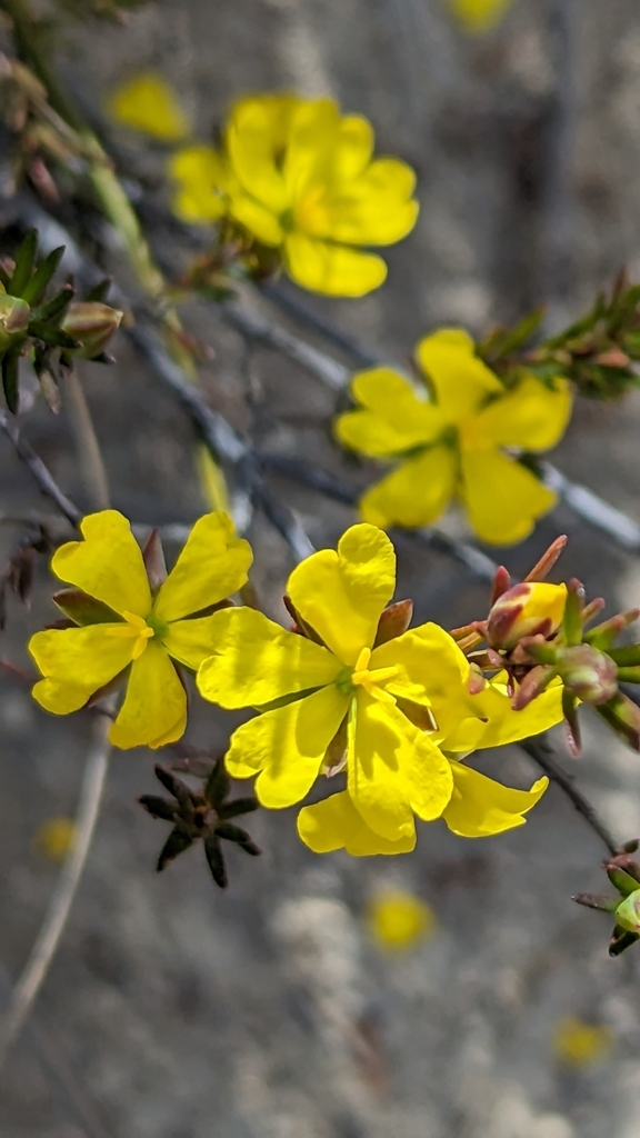 guinea-flowers from Wollangambe NSW 2790, Australia on September 23 ...