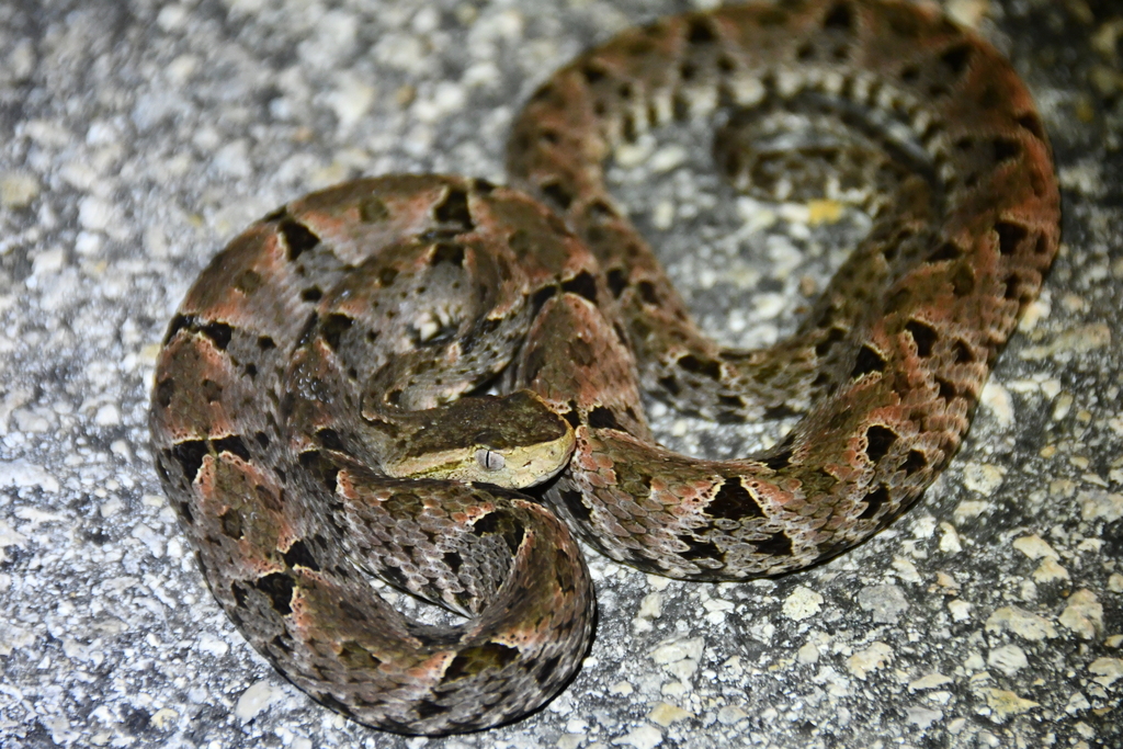 Terciopelo in August 2020 by Sean Rowan Laughlin · iNaturalist