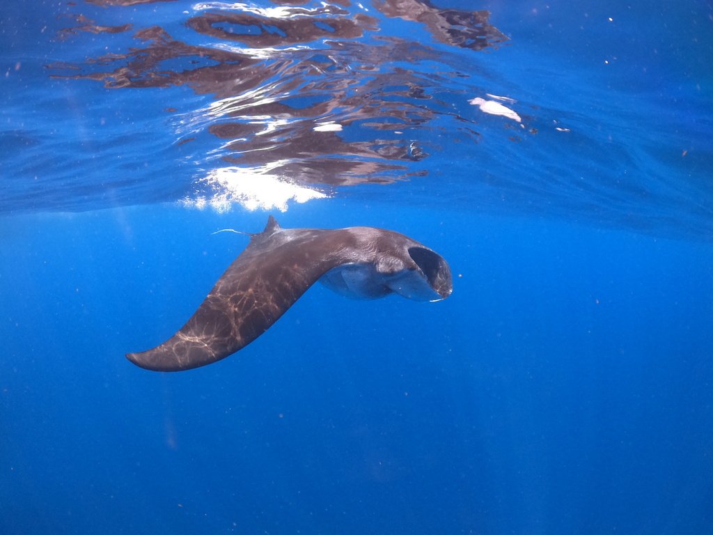 Oceanic Manta Ray in August 2020 by Sean Rowan Laughlin. DCIM\102GOPRO ...