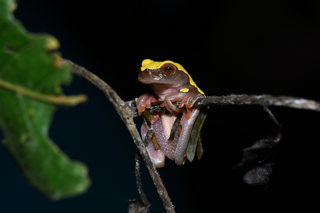 Clown Tree Frog in June 2021 by Sean Rowan Laughlin · iNaturalist