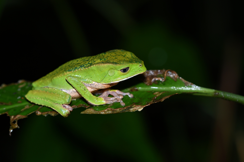 White-lined Leaf Frog in June 2021 by Sean Rowan Laughlin · iNaturalist