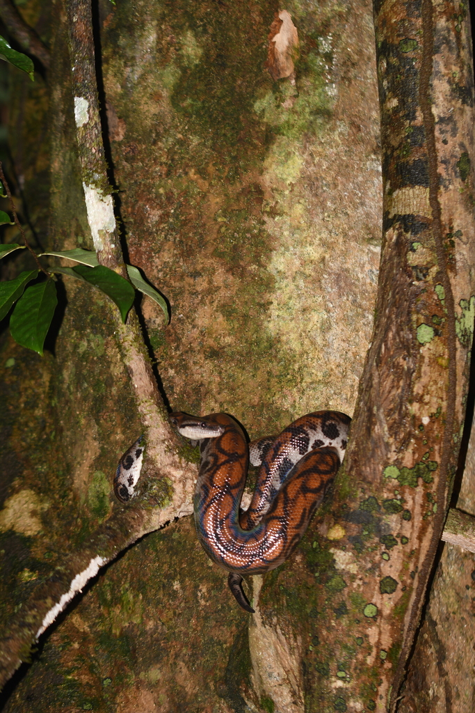 Western Rainbow Boa in June 2021 by Sean Rowan Laughlin · iNaturalist