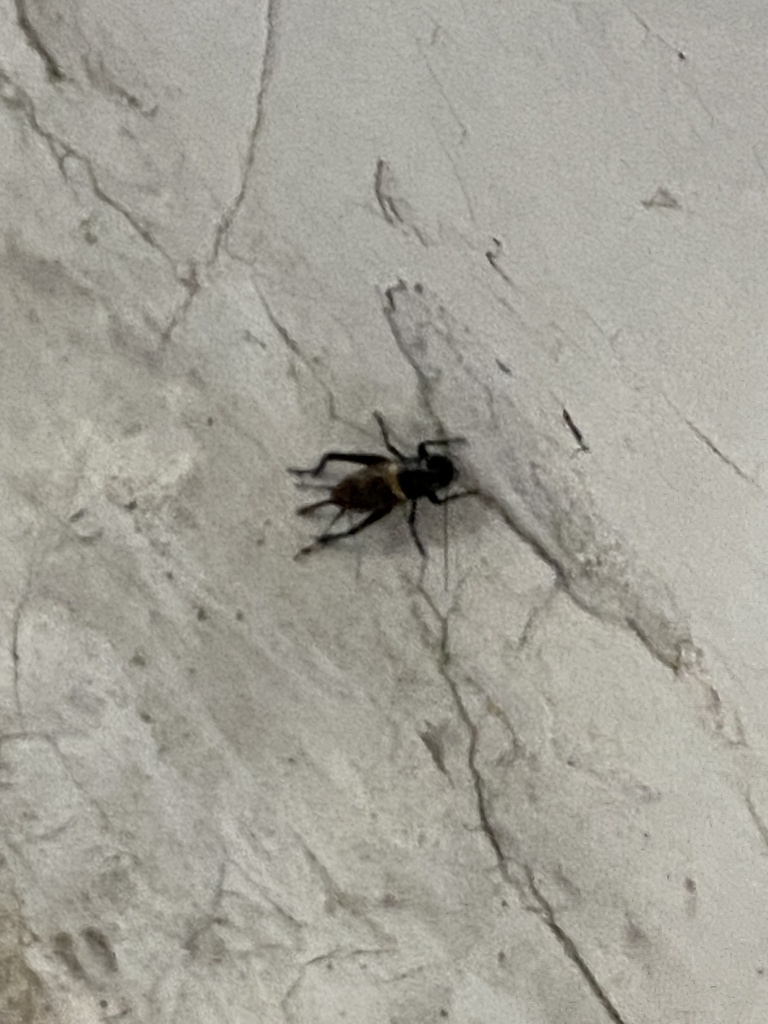 Southern Field Cricket from Mykonos, Mykonos, South Aegean, GR on ...