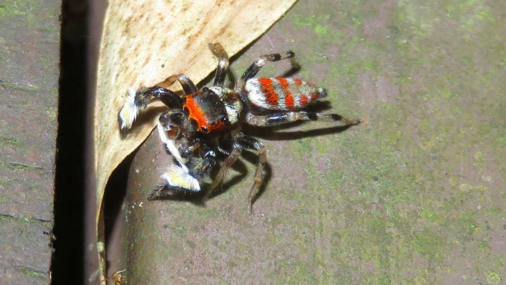 Marpissa pulla from 115台灣台北市南港區研究院路三段274巷1號 on March 2, 2019 at 02:54 ...